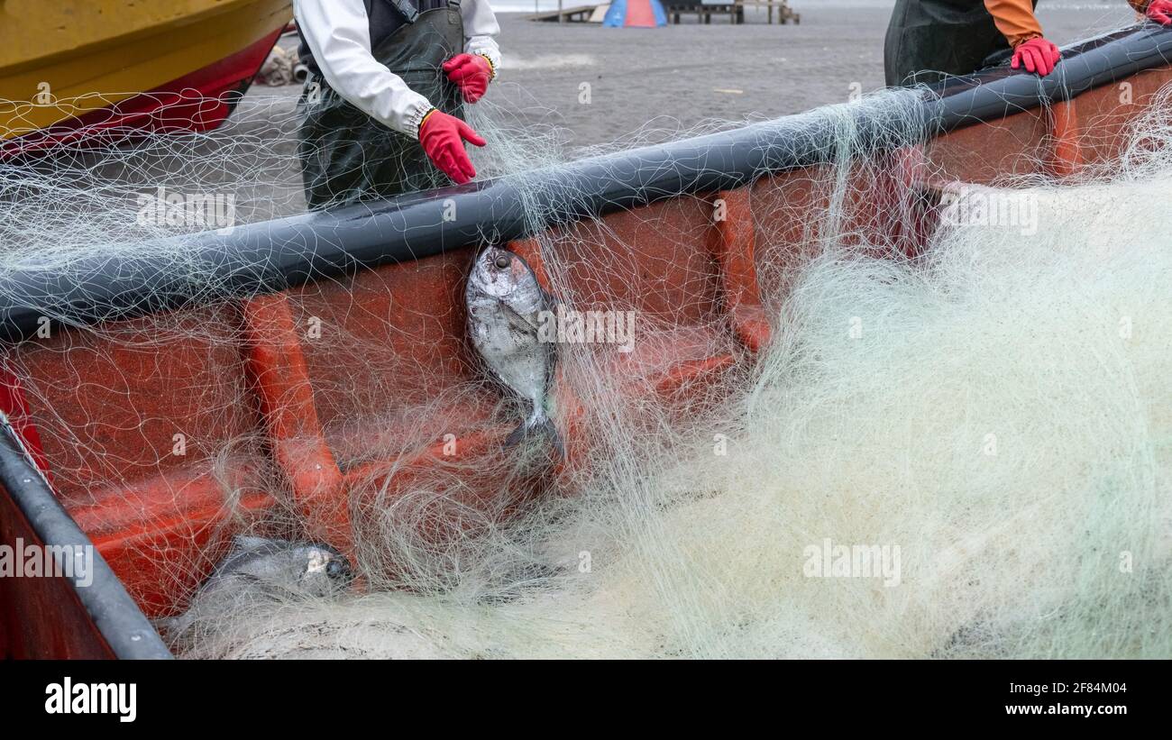 chile caleta bucalemu pippin fish Stock Photo - Alamy