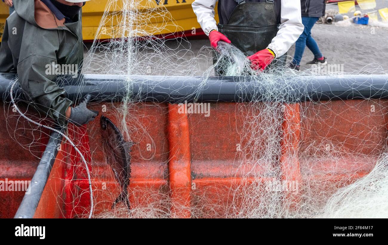 removing fish from fishing nets.chile caleta bucalemu pippin fish Stock ...