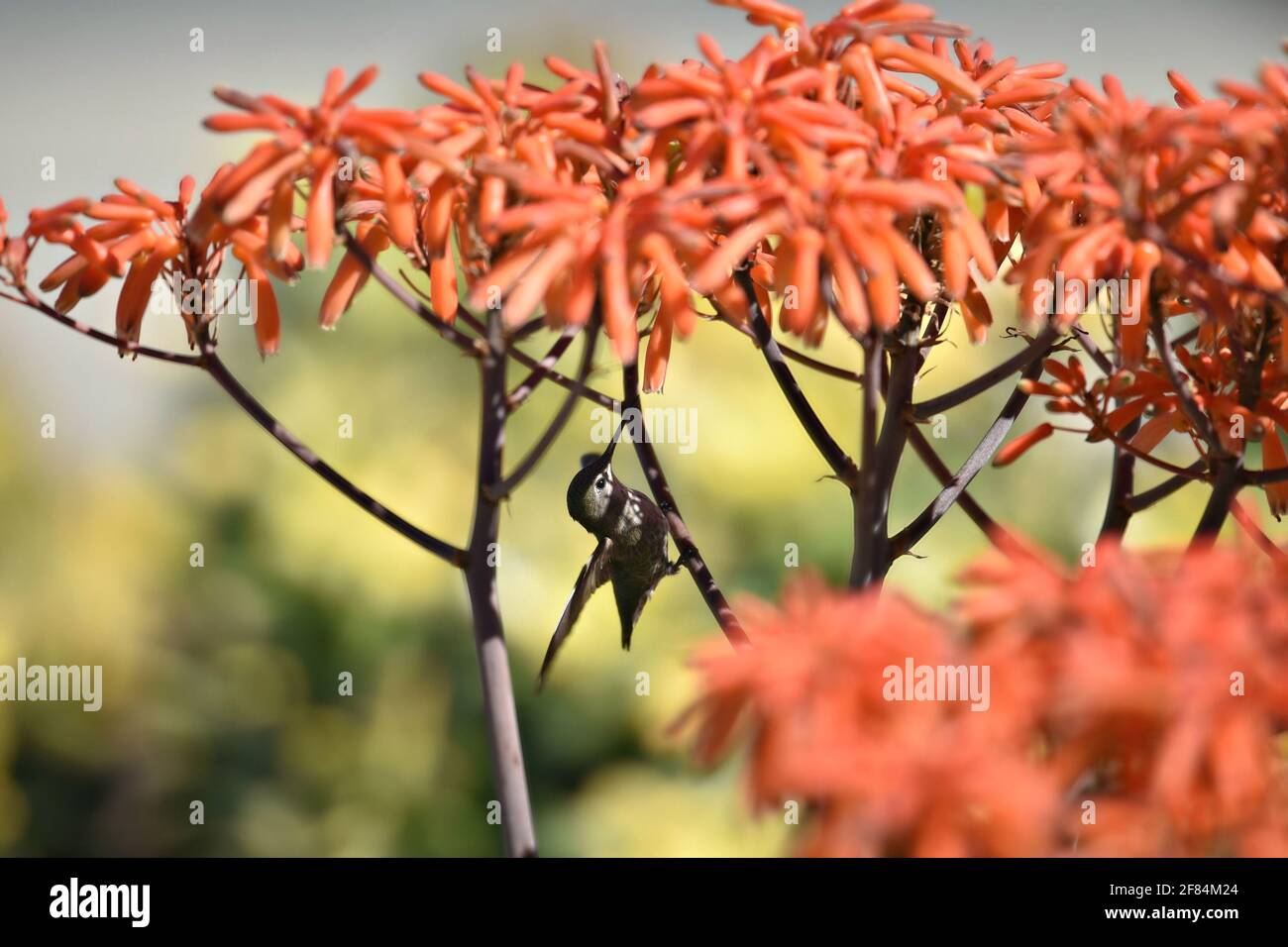Hummingbird evolution hi-res stock photography and images - Alamy