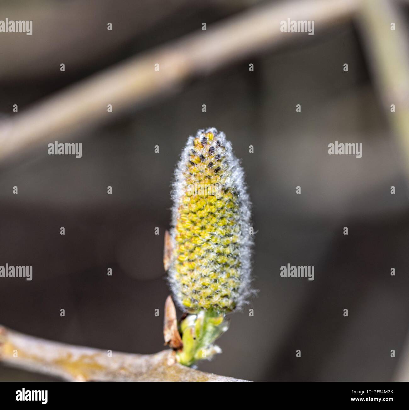 Ash and willow hi-res stock photography and images - Alamy