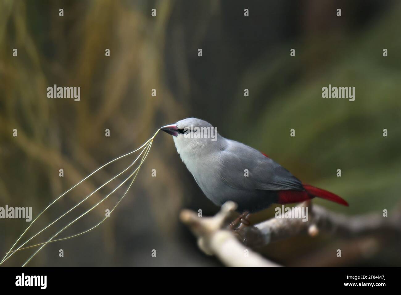 Glaucestrilda caerulescens (Lavender waxbill) a native estrildid finch ...