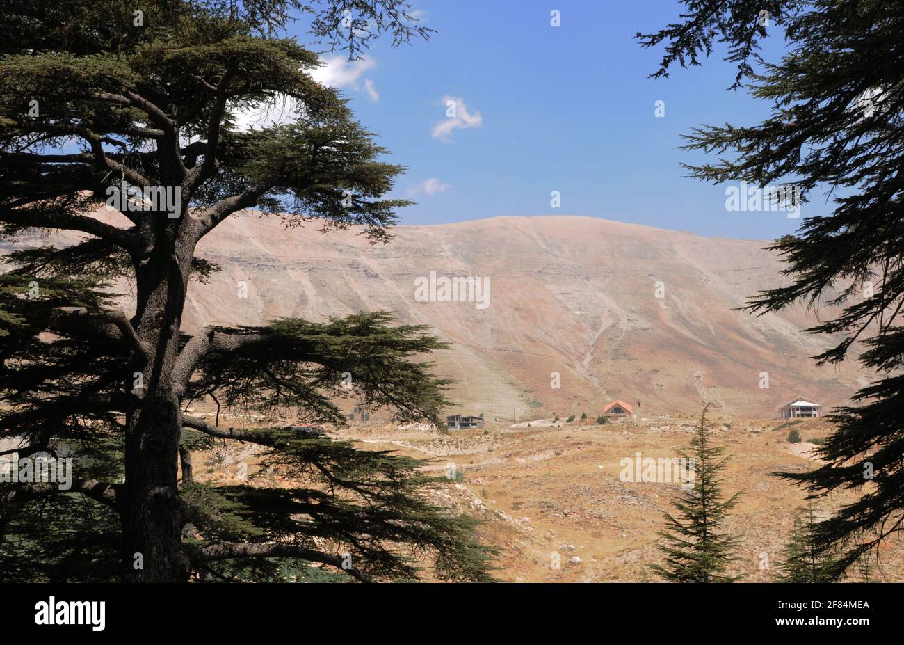 The cedar forest Arz er-Rabb in the lebanese mountains and winter-ski ...