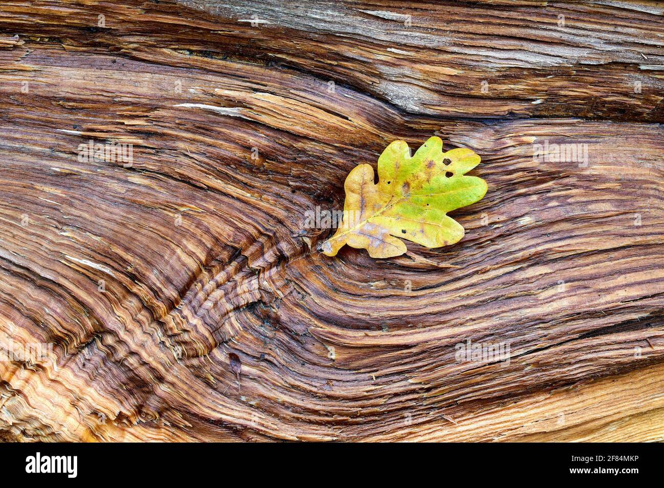 Twisted leaf hi-res stock photography and images - Alamy