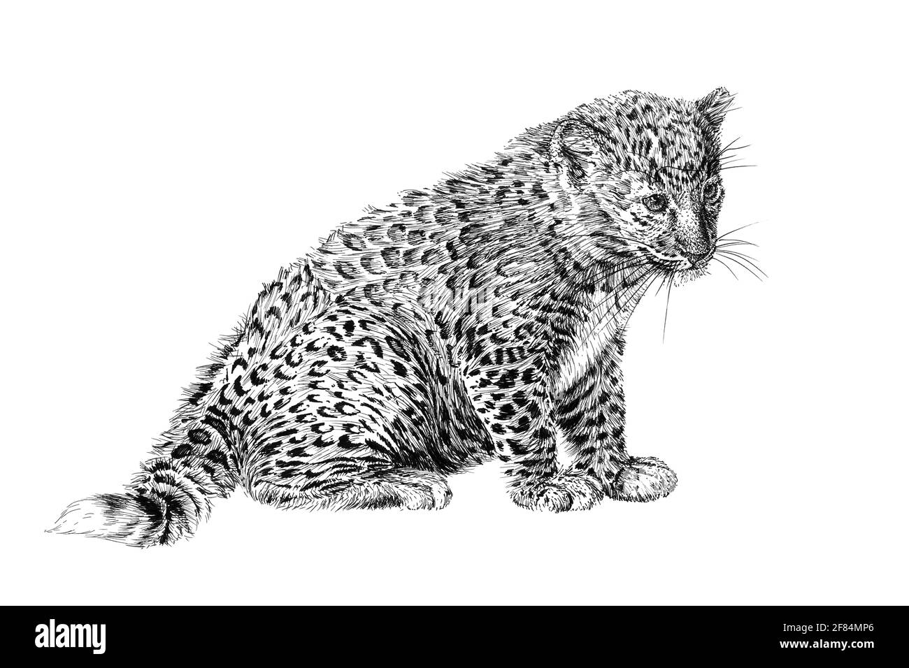 Hand drawn baby leopard cub, sketch graphics monochrome illustration on ...