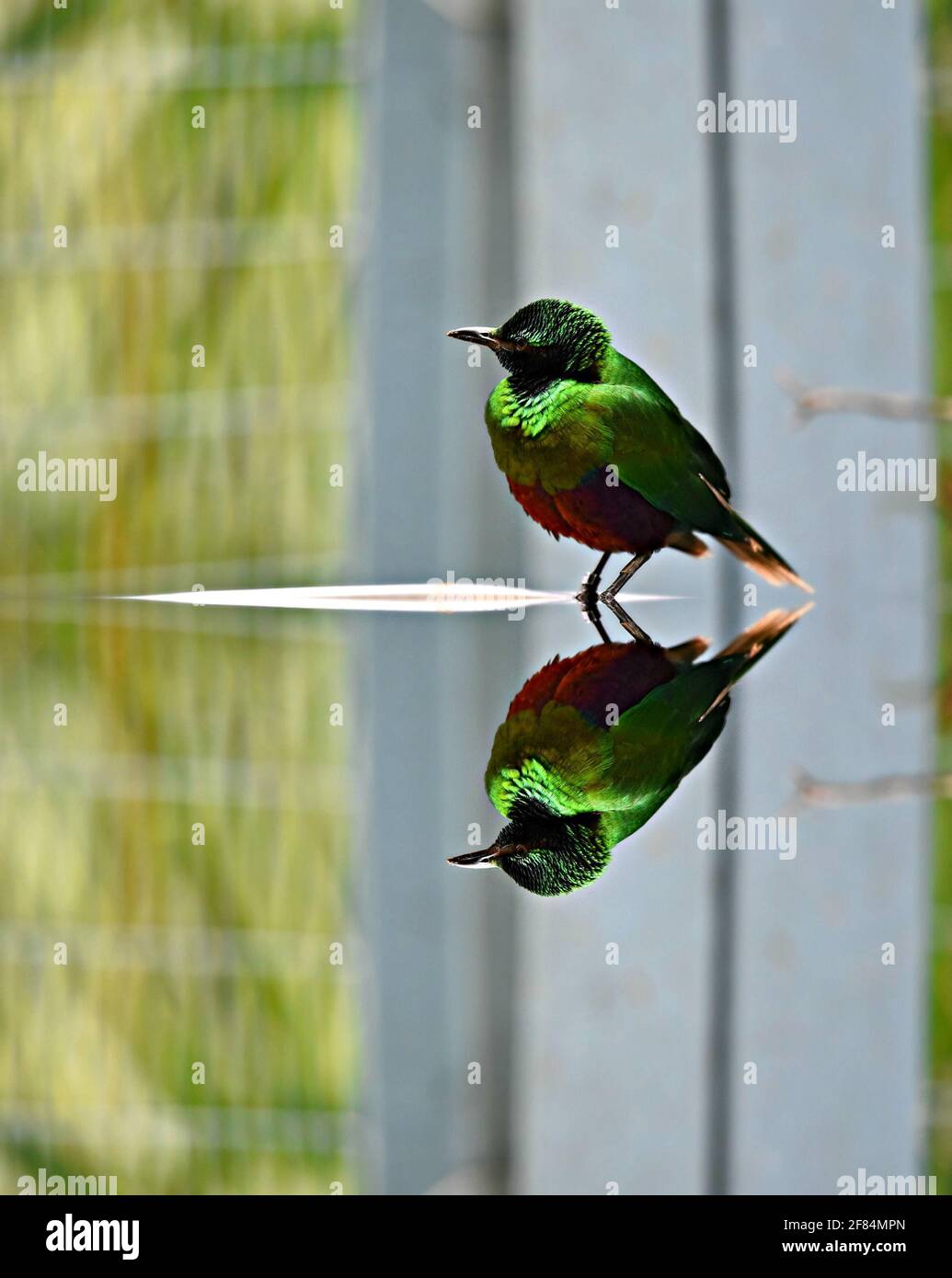 Lamprotornis iris (Emerald starling) a small starling with a metallic ...