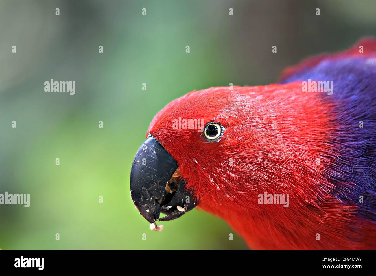 Platycercus elegans (Crimson rosella) parrot portrait Stock Photo - Alamy