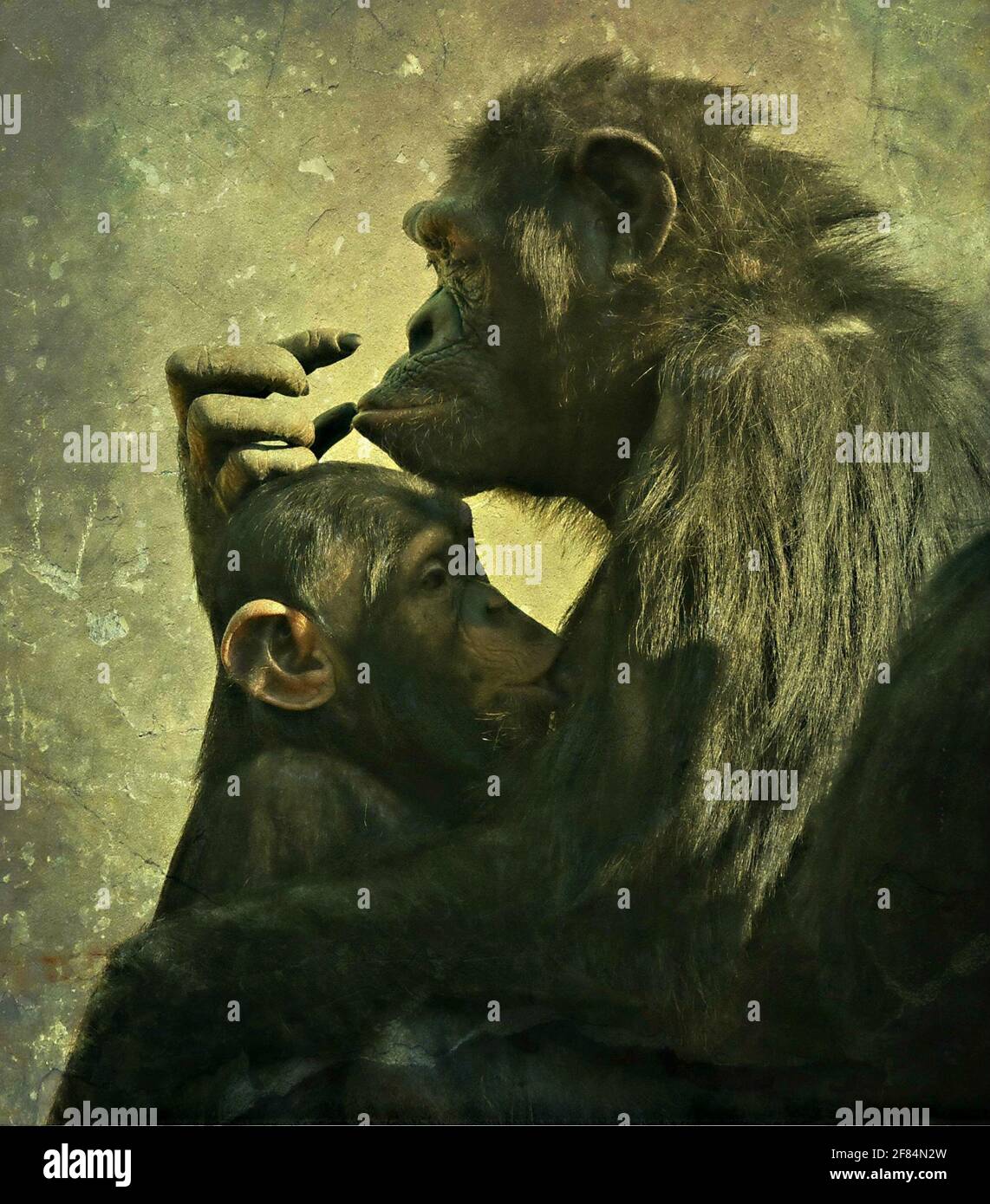 Chimpanzee mother and baby portrait Stock Photo - Alamy