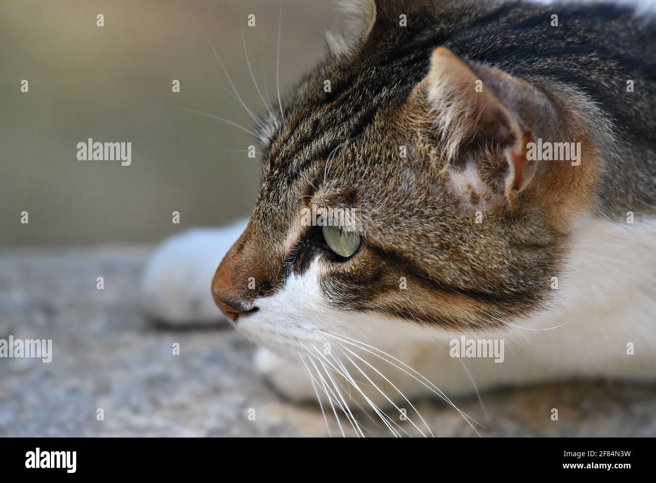 Aegean cat portrait Stock Photo - Alamy