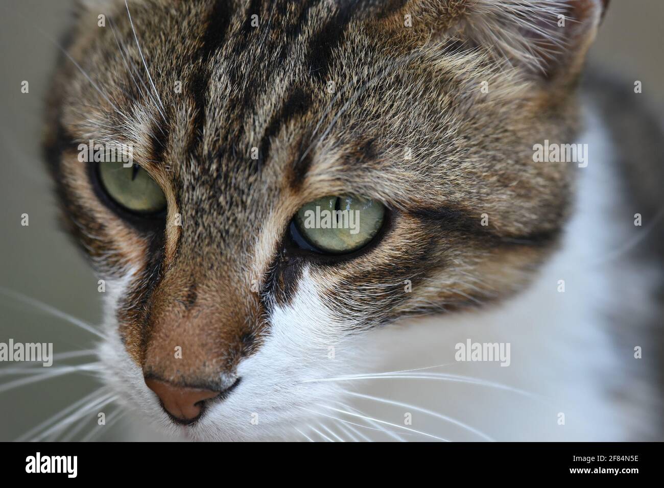 Aegean cat portrait Stock Photo - Alamy