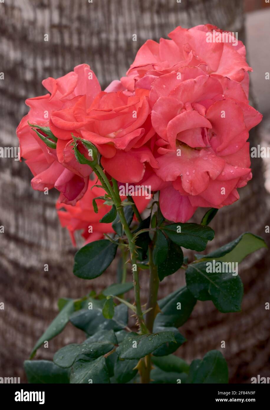 Natural bouquet of pink roses in the garden Stock Photo - Alamy