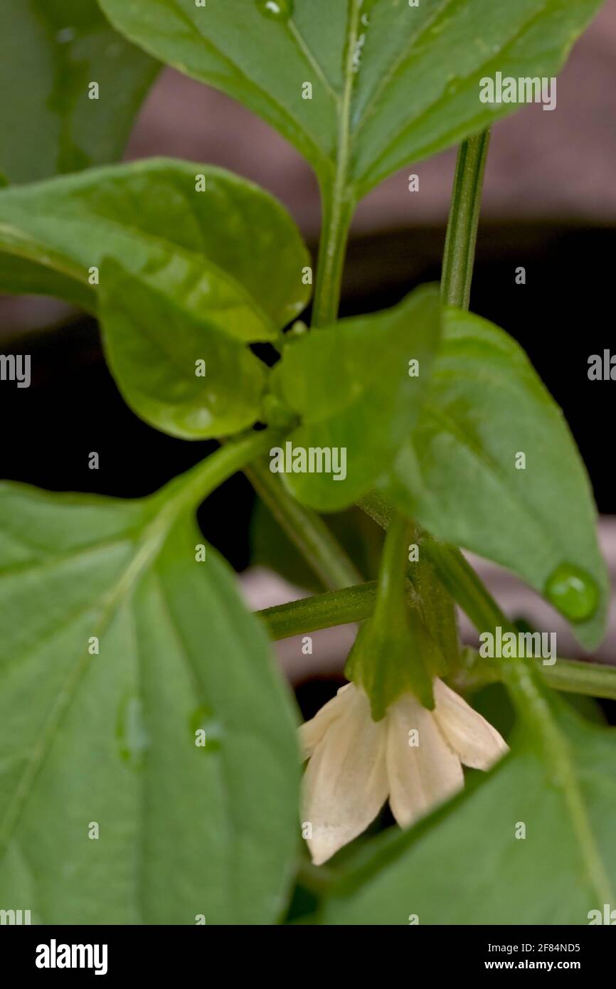 Hot pepper plant with a single flower Stock Photo - Alamy