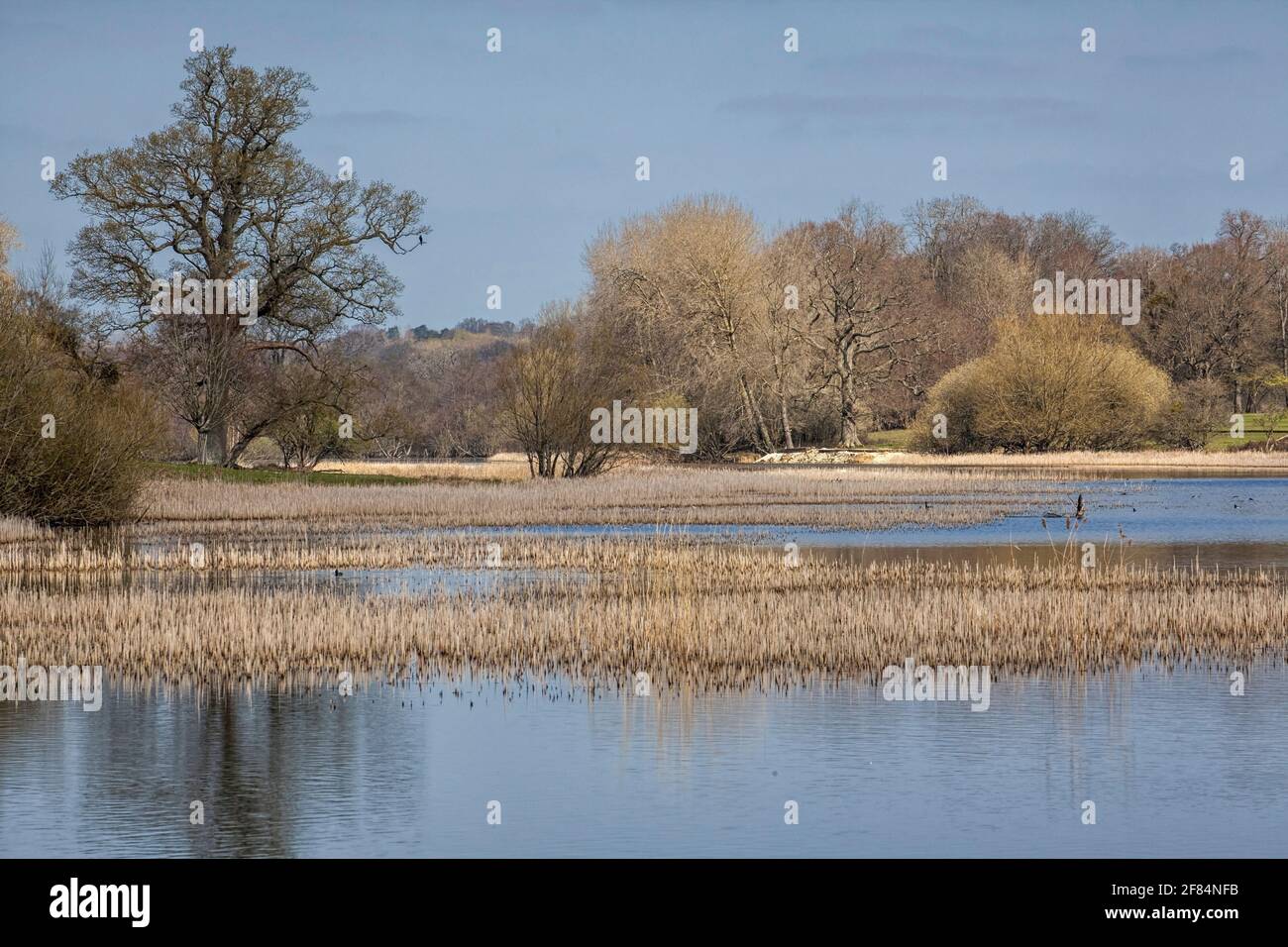 Knepp hi-res stock photography and images - Alamy