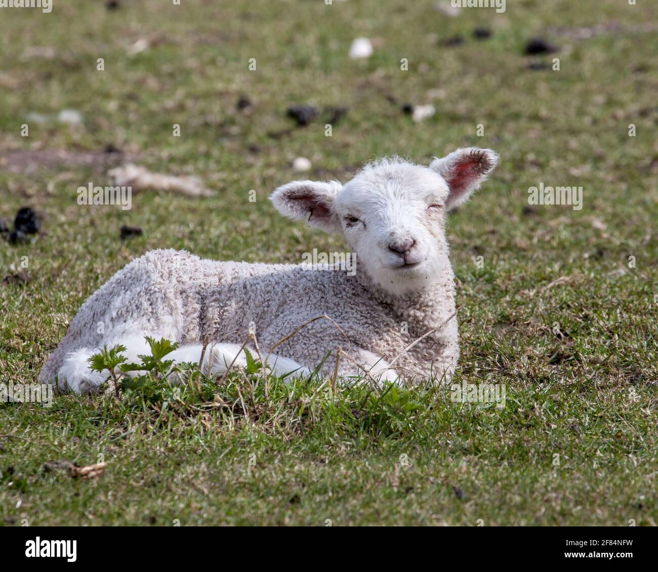 South downs lamb hi-res stock photography and images - Alamy