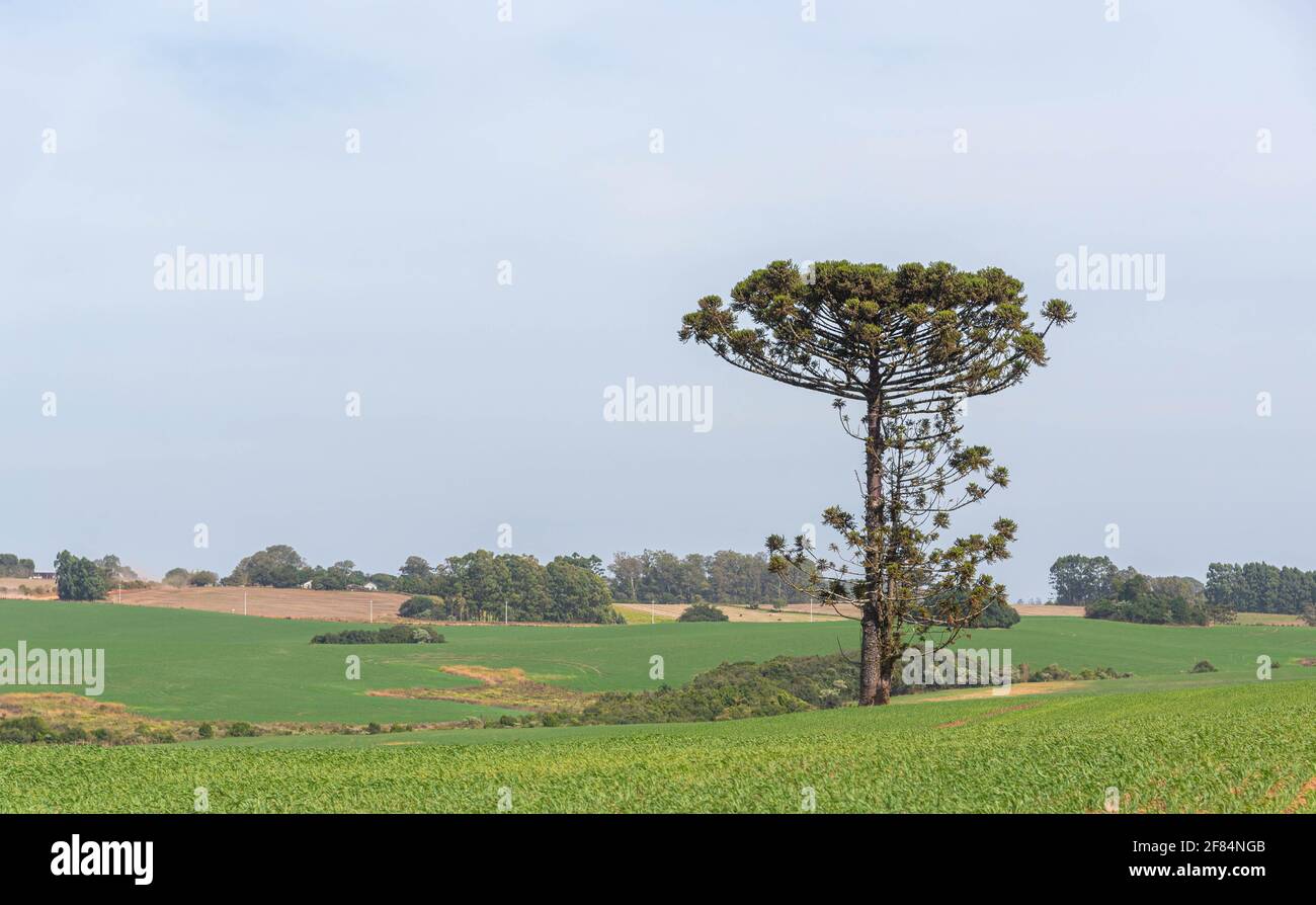 Araucaria angustifolia tree isolated in pasture field. Plant known as ...