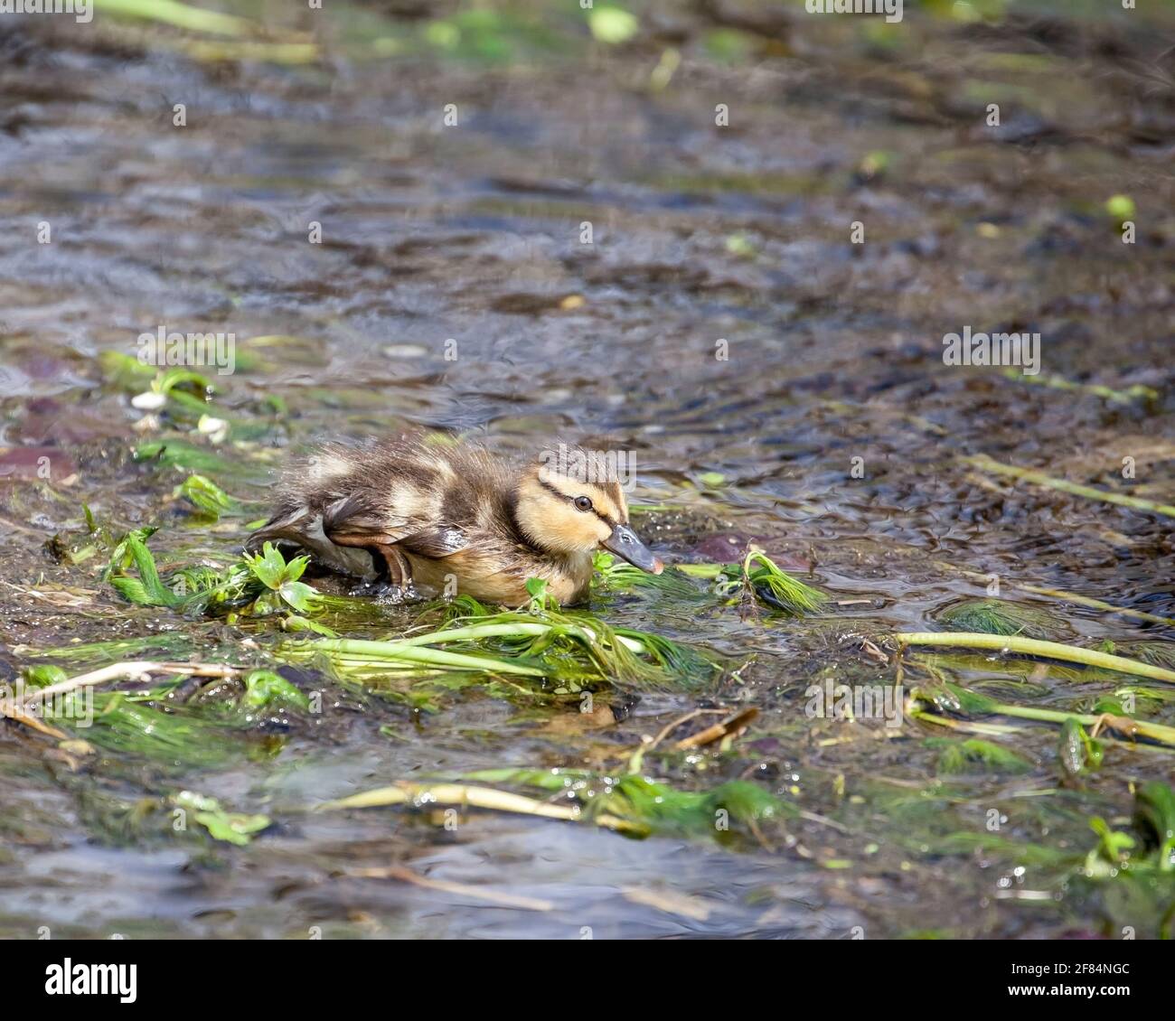 Ducklings on a stream Stock Photo - Alamy
