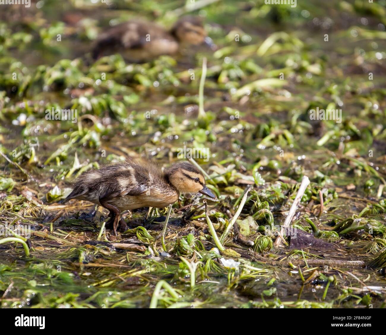 Duckling walks hi-res stock photography and images - Alamy