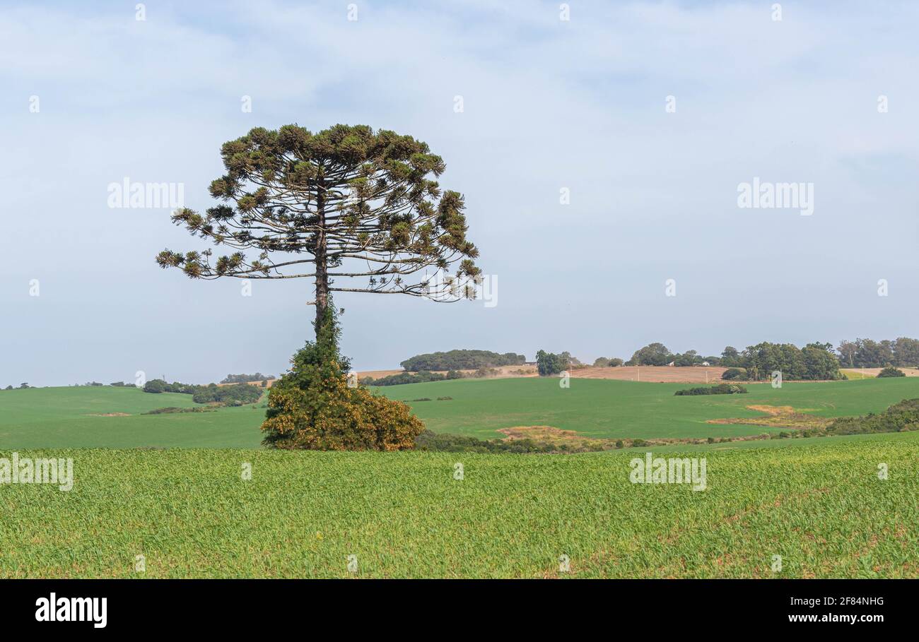 Araucaria angustifolia tree isolated in pasture field. Plant known as ...