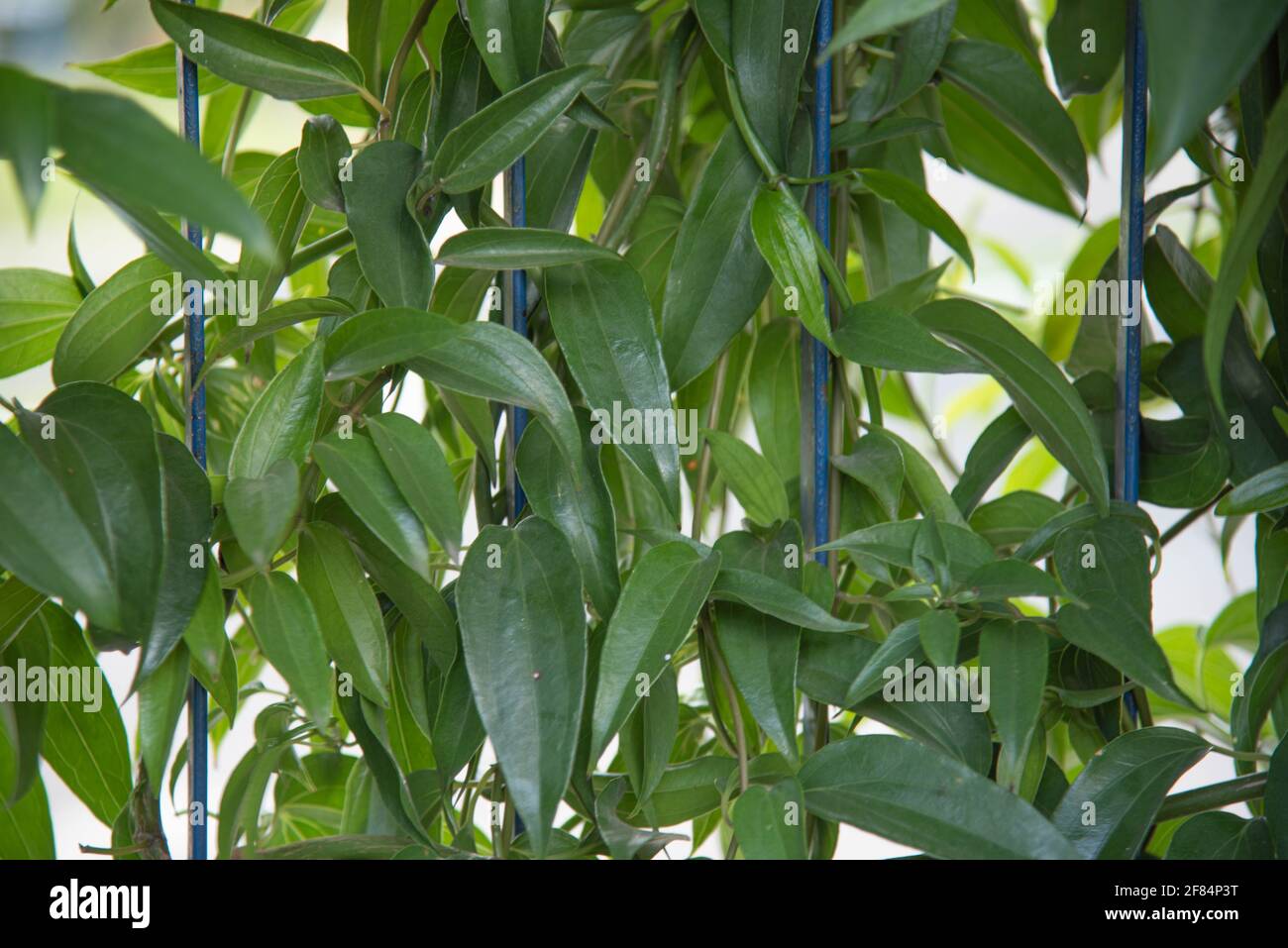 Trees green leaves foliage top wall background view hi-res stock ...