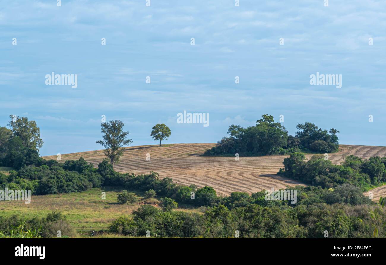 Rural landscape in farm area with soybean cultivation and harvest ...