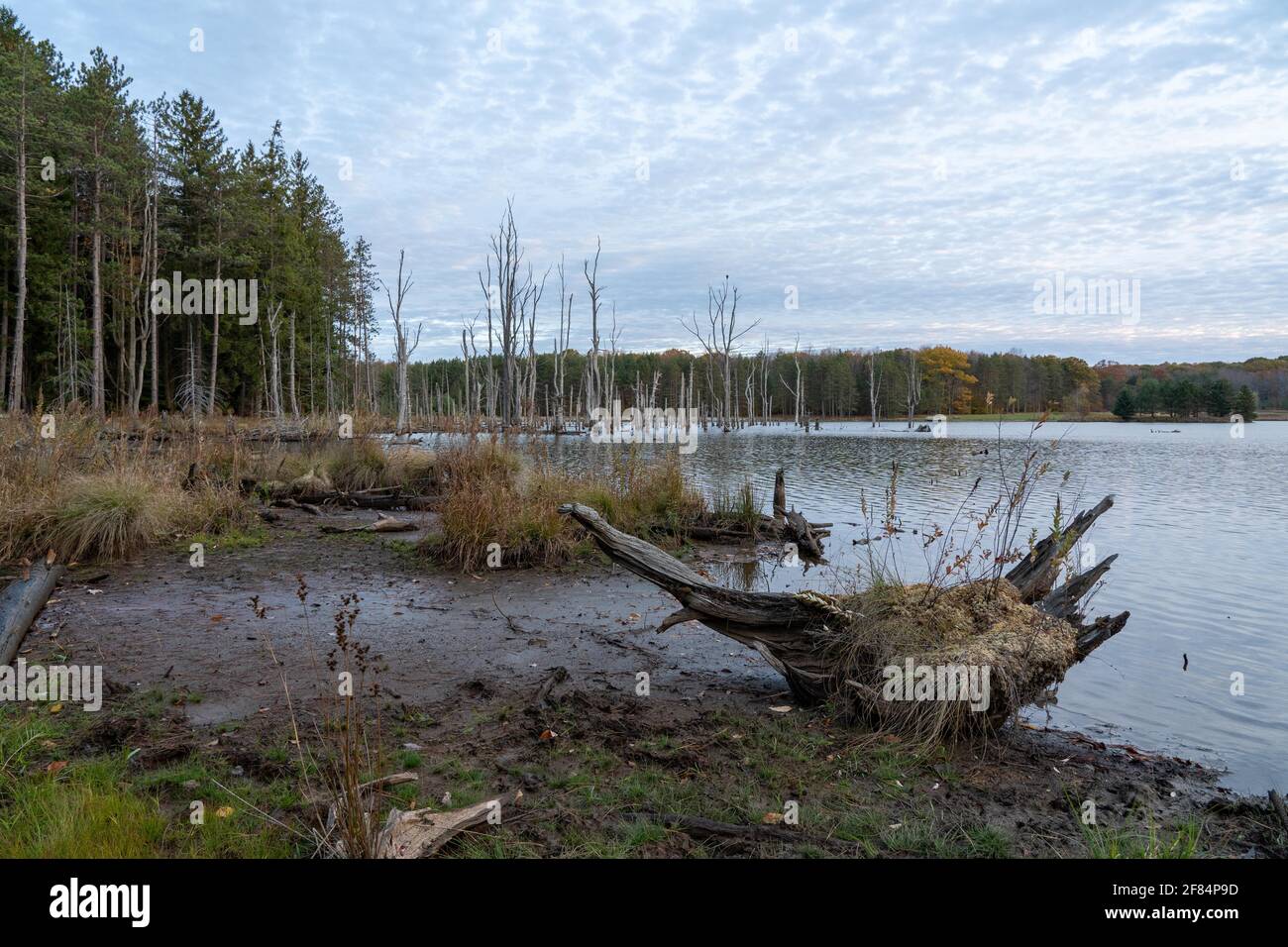 A beautiful view of a green swamp in the forest Stock Photo - Alamy