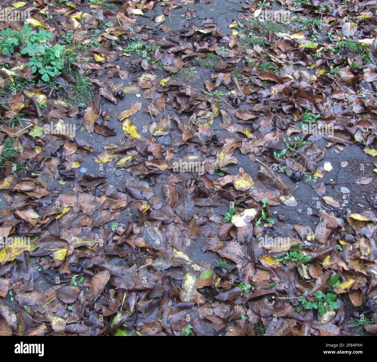 wet fallen leaves lie on the ground - autumn background Stock Photo - Alamy