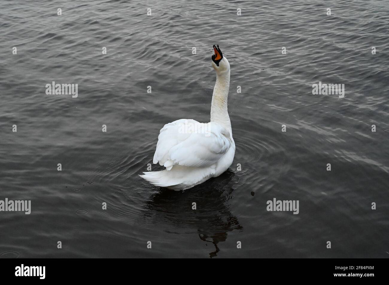 White swan stretching its neck and screaming while floating in the lake ...