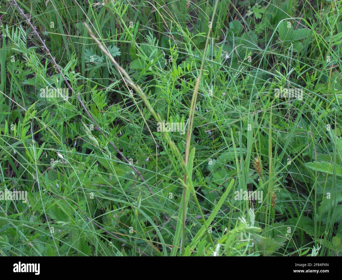 bright green summer grass background Stock Photo - Alamy