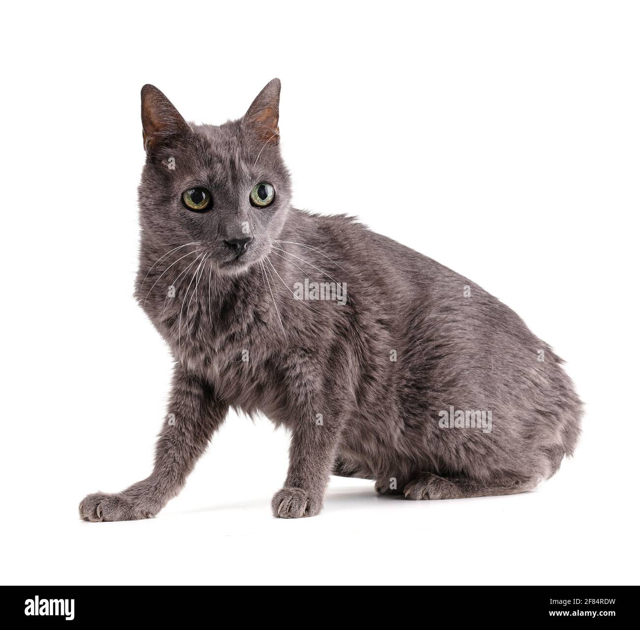 Vintage grey cat 19 years old on white background Stock Photo - Alamy