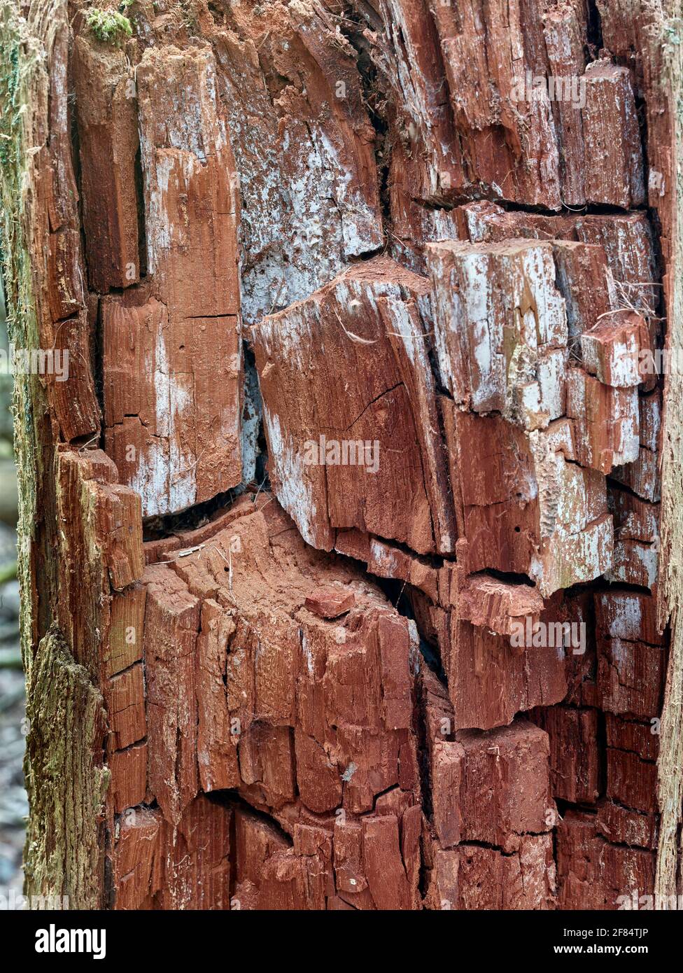 Lifecycle, natural environmental patterns in woodland growth, decline ...