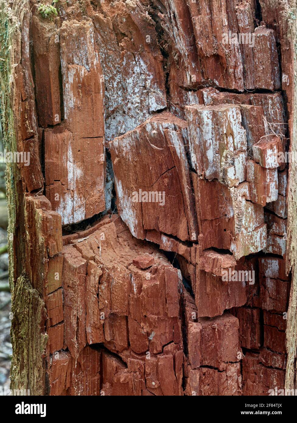 Lifecycle, natural environmental patterns in woodland growth, decline ...