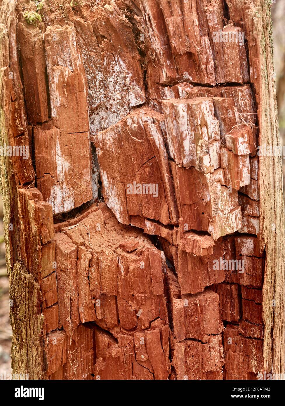 Lifecycle, natural environmental patterns in woodland growth, decline ...