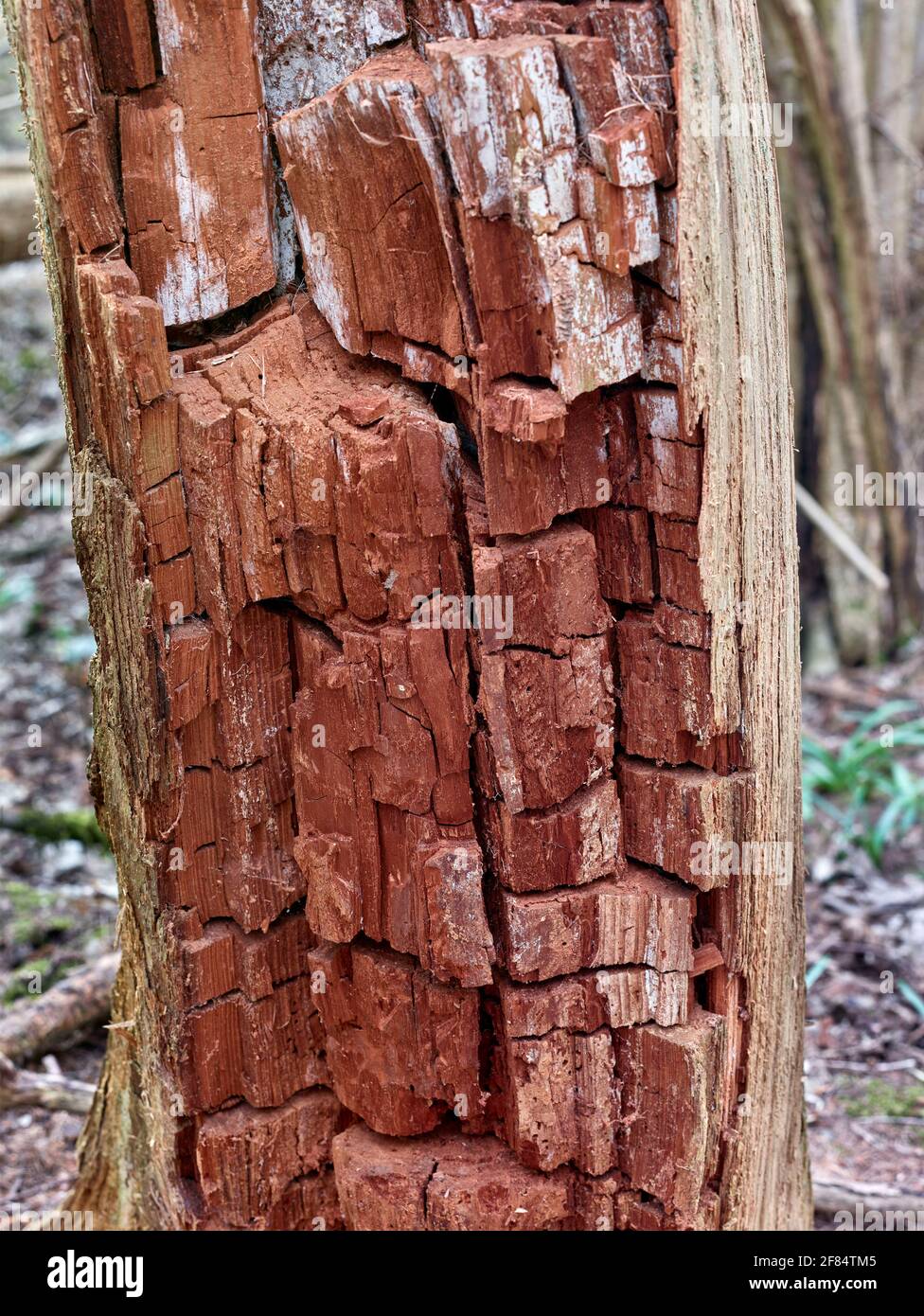 Lifecycle, natural environmental patterns in woodland growth, decline ...