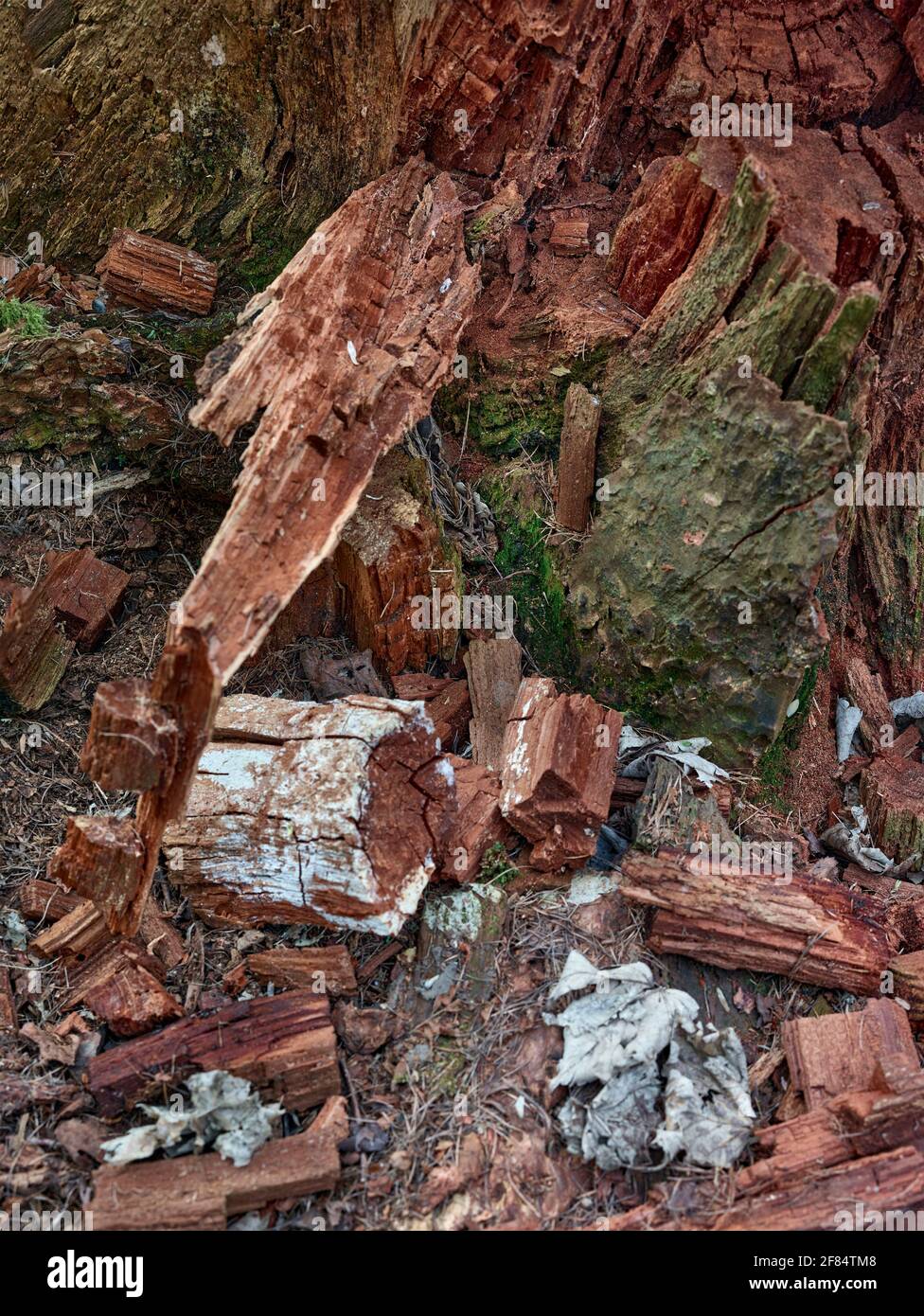 Lifecycle, natural environmental patterns in woodland growth, decline ...