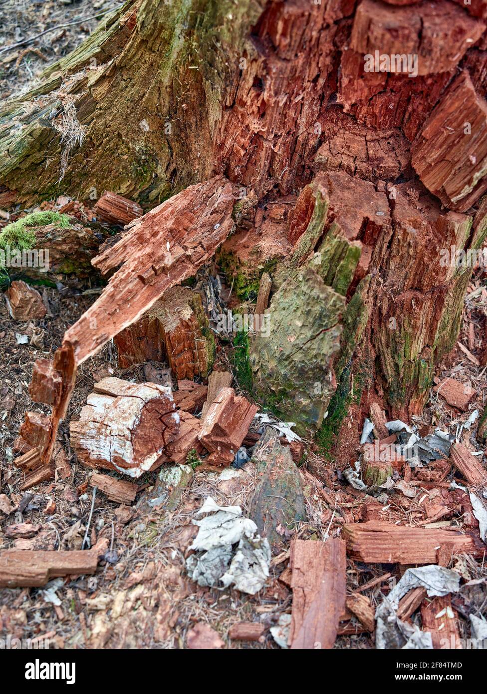 Lifecycle, natural environmental patterns in woodland growth, decline ...