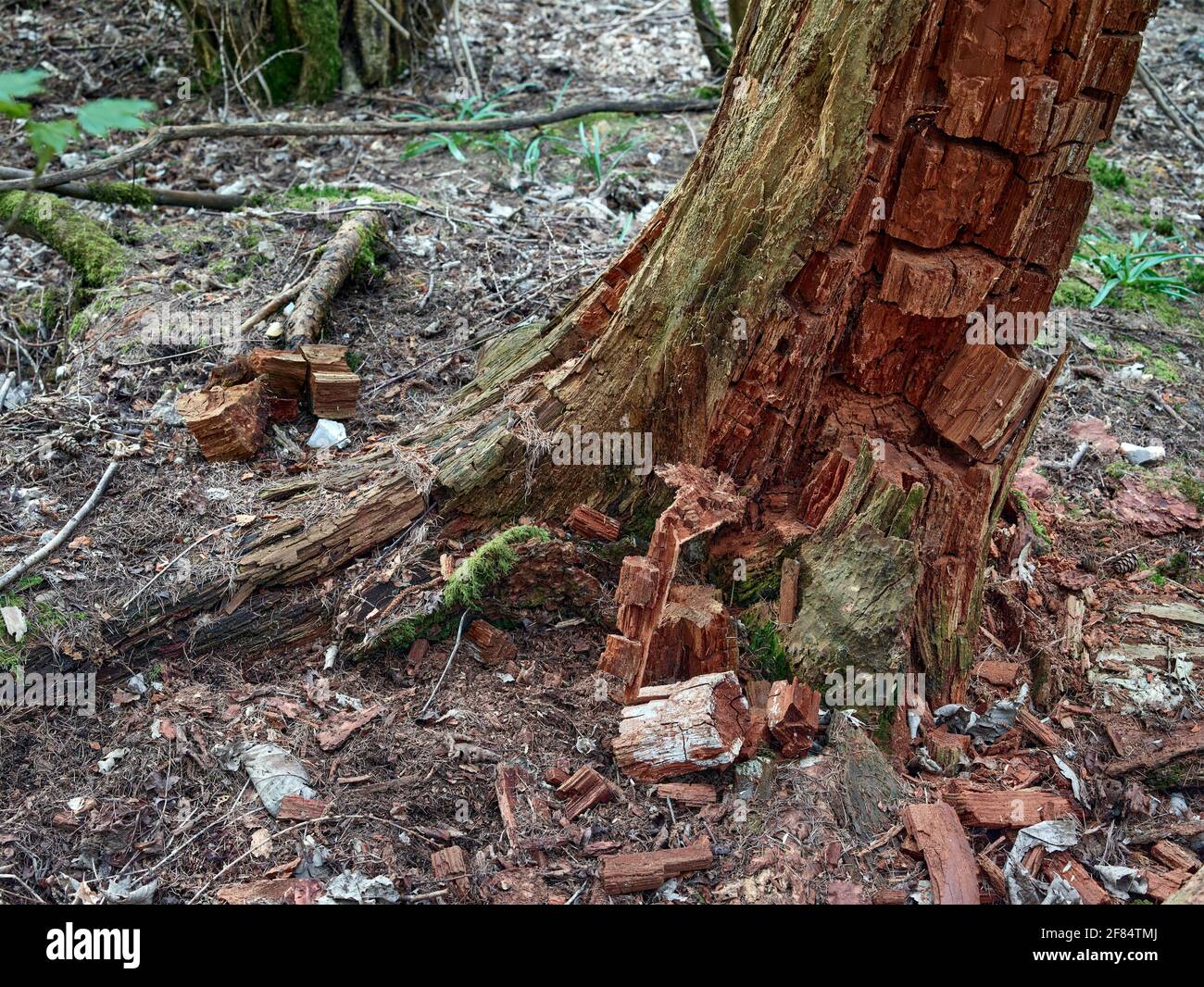 Very close-up and interesting natural patterns and textures on the ...
