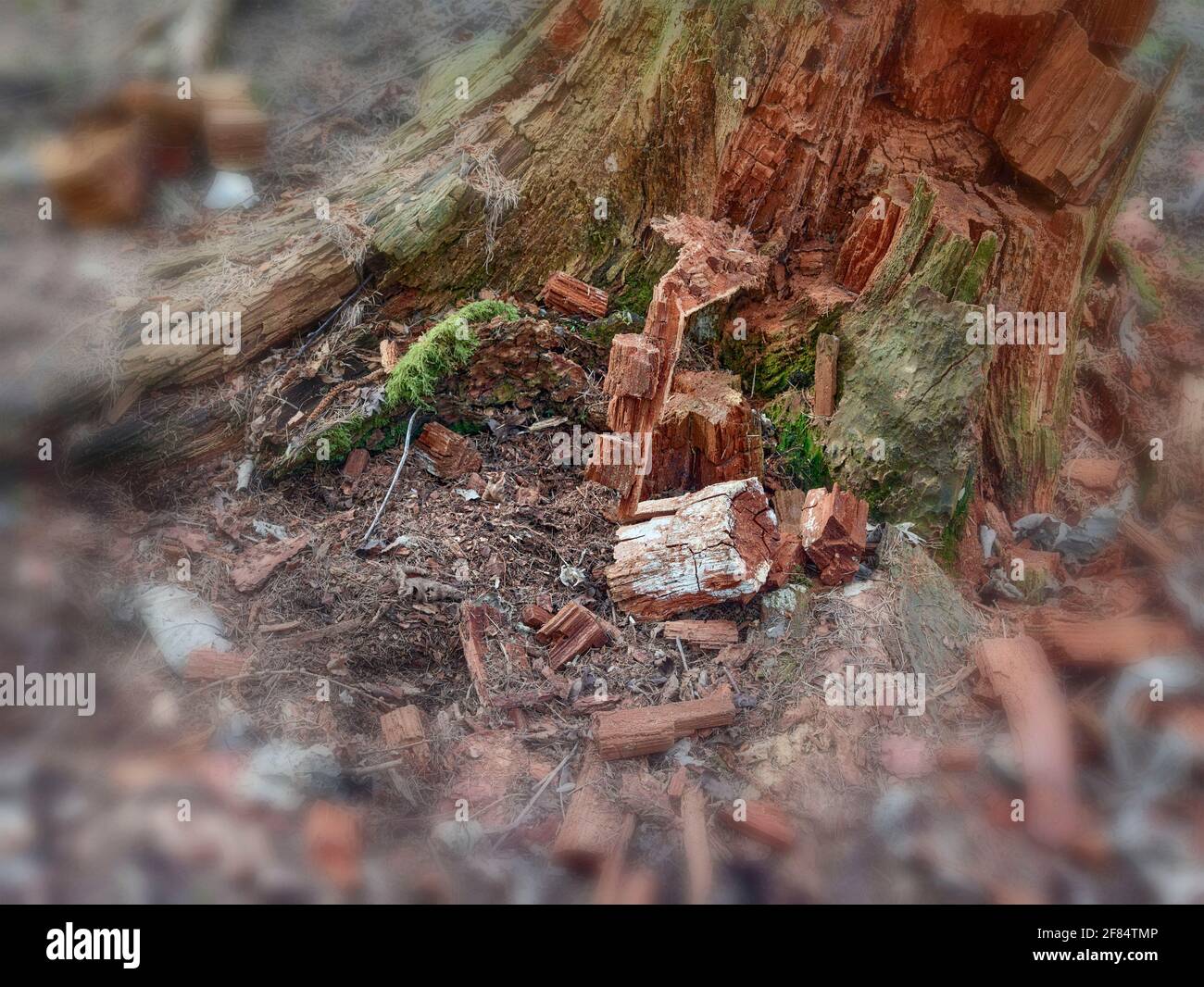 Very close-up and interesting natural patterns and textures on the ...