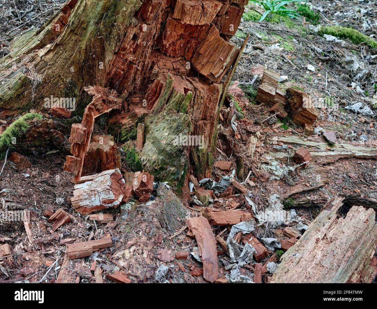 Lifecycle, natural environmental patterns in woodland growth, decline ...