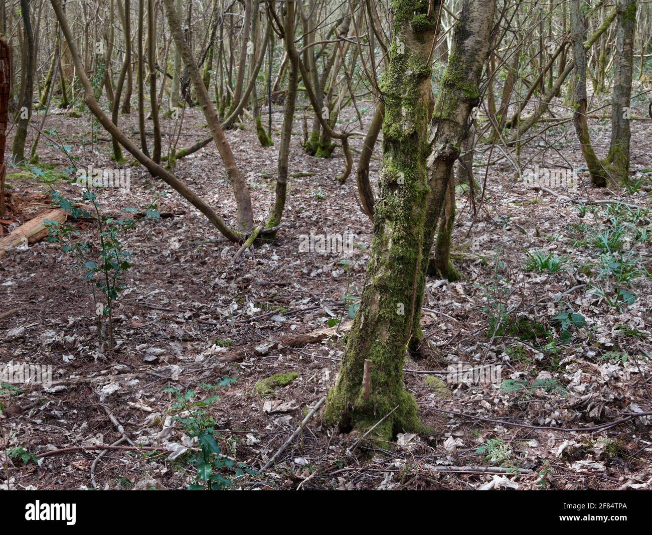 Lifecycle, natural environmental patterns in woodland growth, decline ...