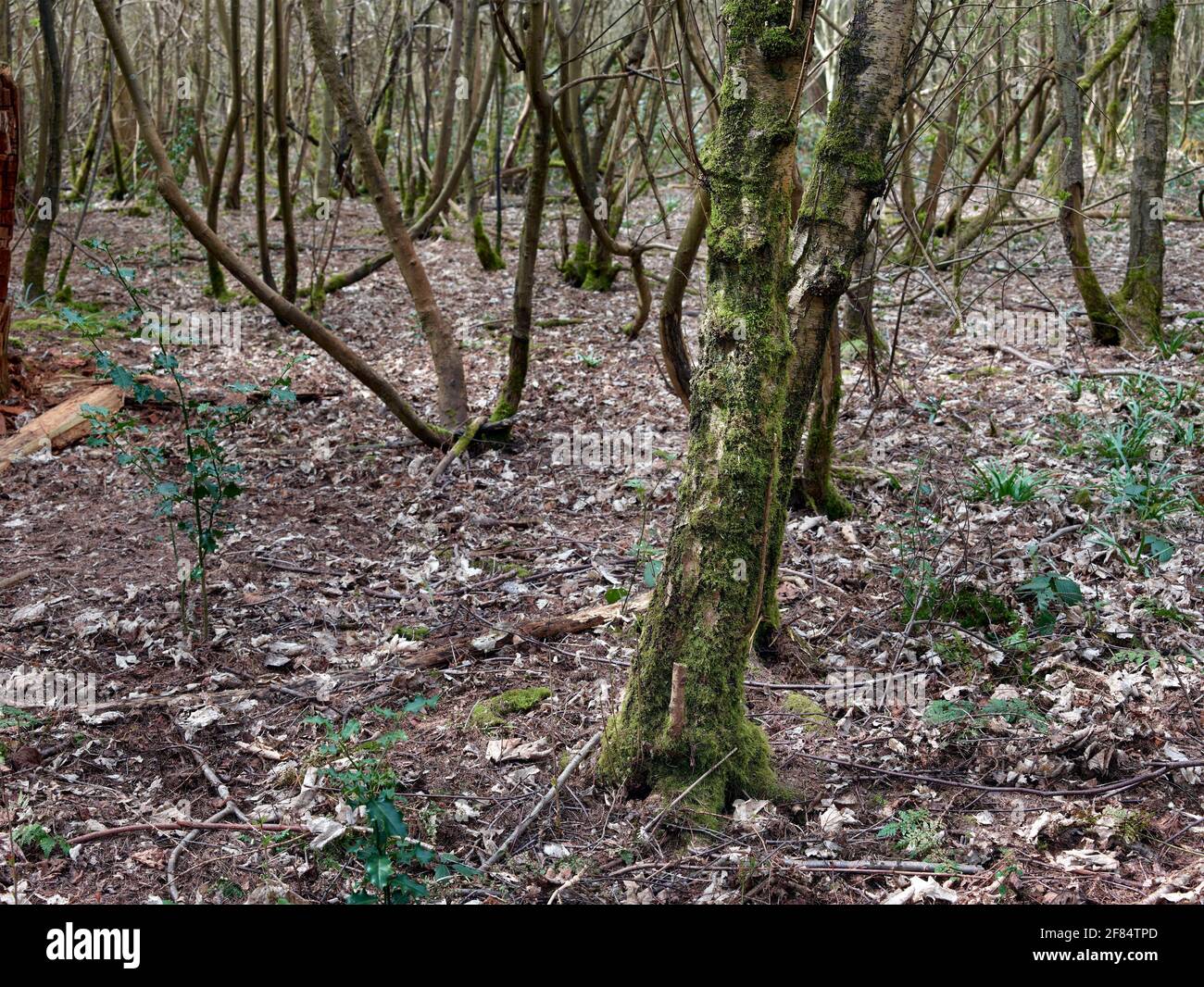 Lifecycle, natural environmental patterns in woodland growth, decline ...