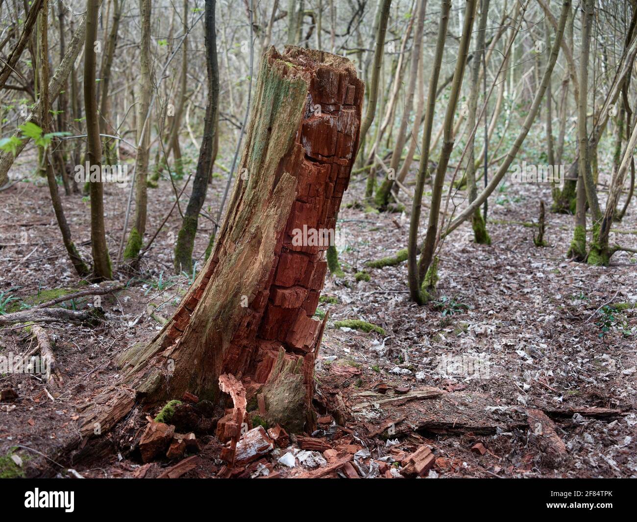 Lifecycle, natural environmental patterns in woodland growth, decline ...