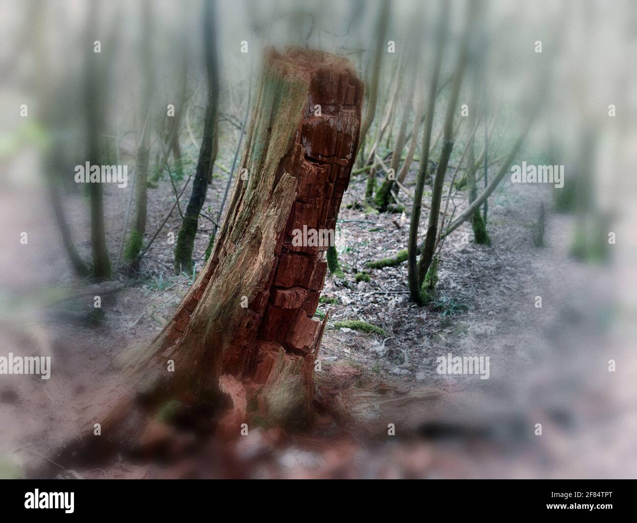 Lifecycle, natural environmental patterns in woodland growth, decline ...