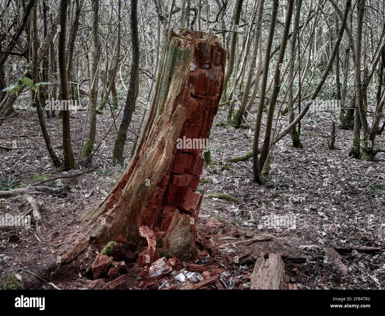 Lifecycle, natural environmental patterns in woodland growth, decline ...