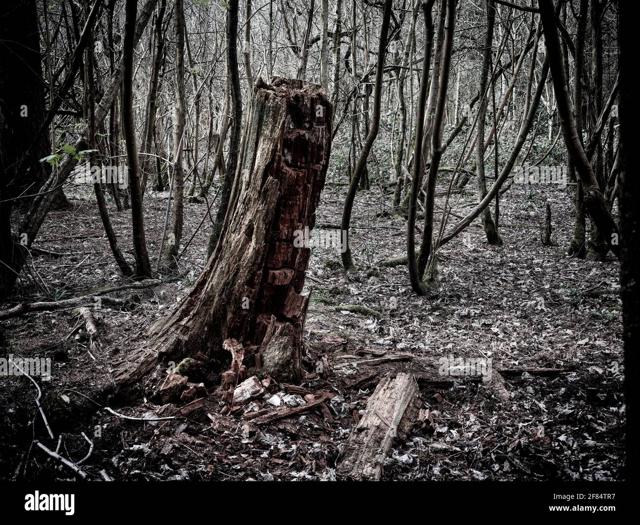 Lifecycle, natural environmental patterns in woodland growth, decline ...