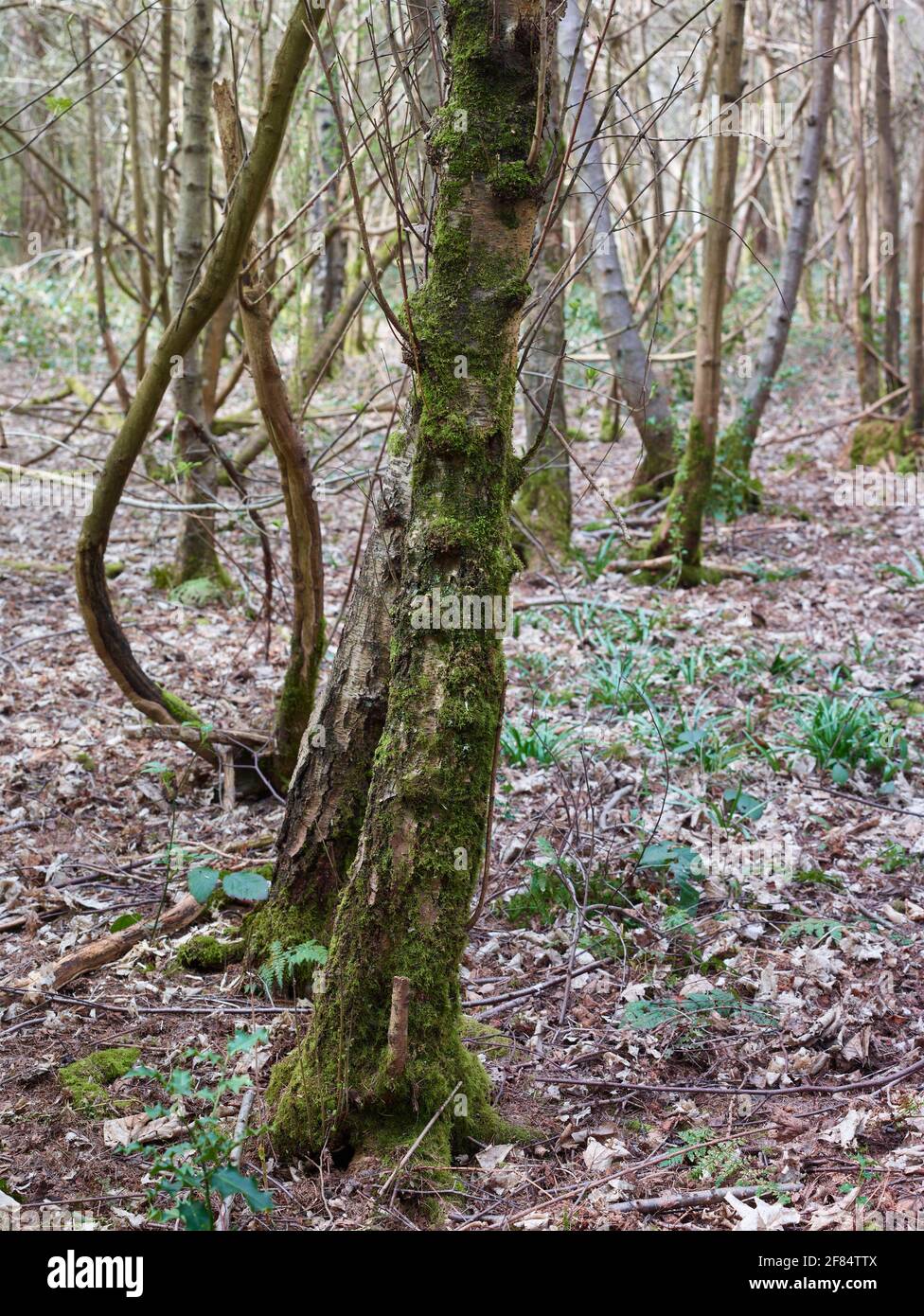Lifecycle, natural environmental patterns in woodland growth, decline ...