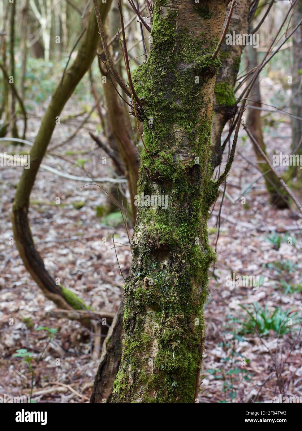 Lifecycle, natural environmental patterns in woodland growth, decline ...