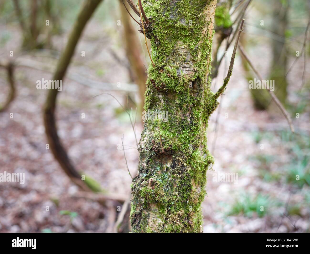 Lifecycle, natural environmental patterns in woodland growth, decline ...