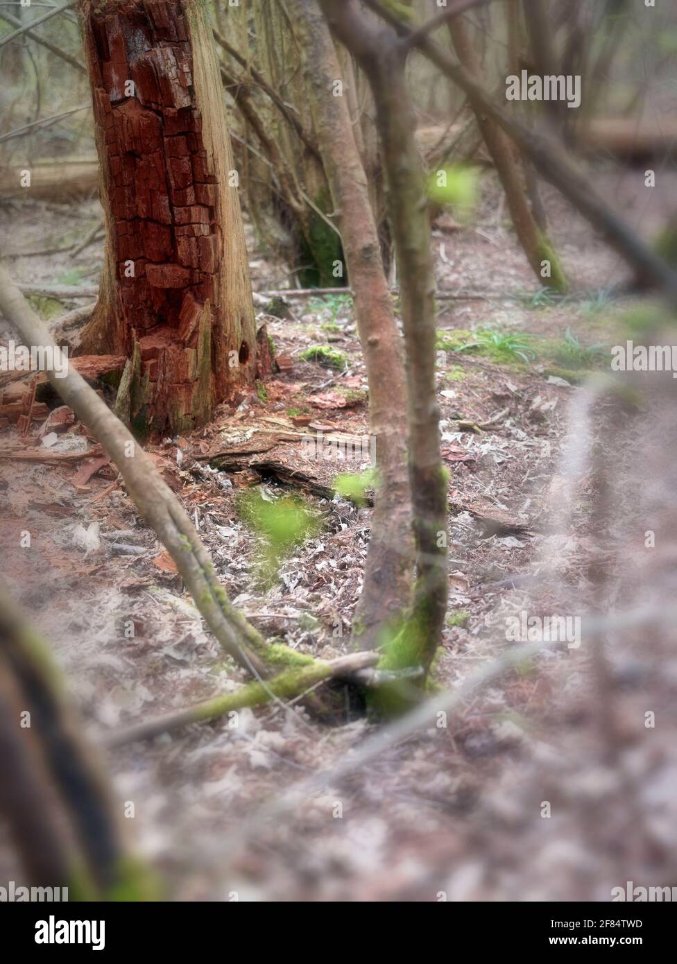 Lifecycle, natural environmental patterns in woodland growth, decline ...