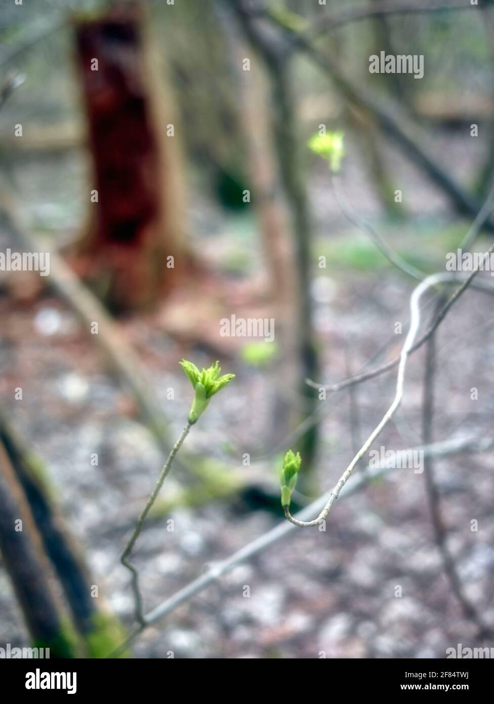 Lifecycle, natural environmental patterns in woodland growth, decline ...