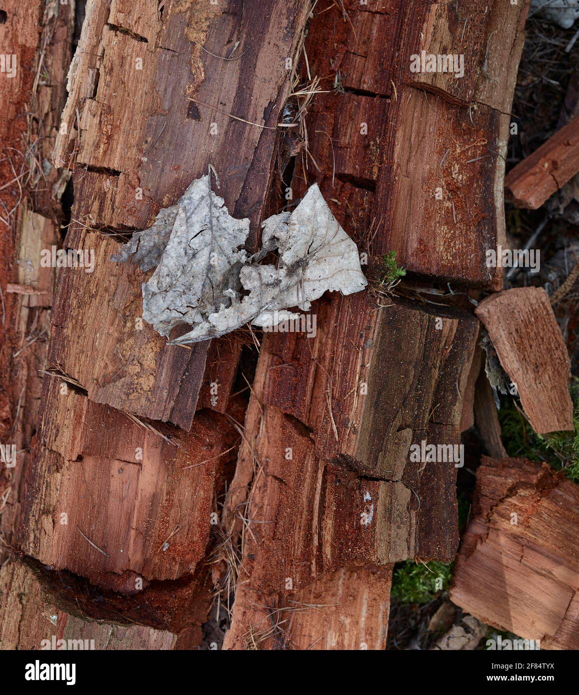 Lifecycle, natural environmental patterns in woodland growth, decline ...
