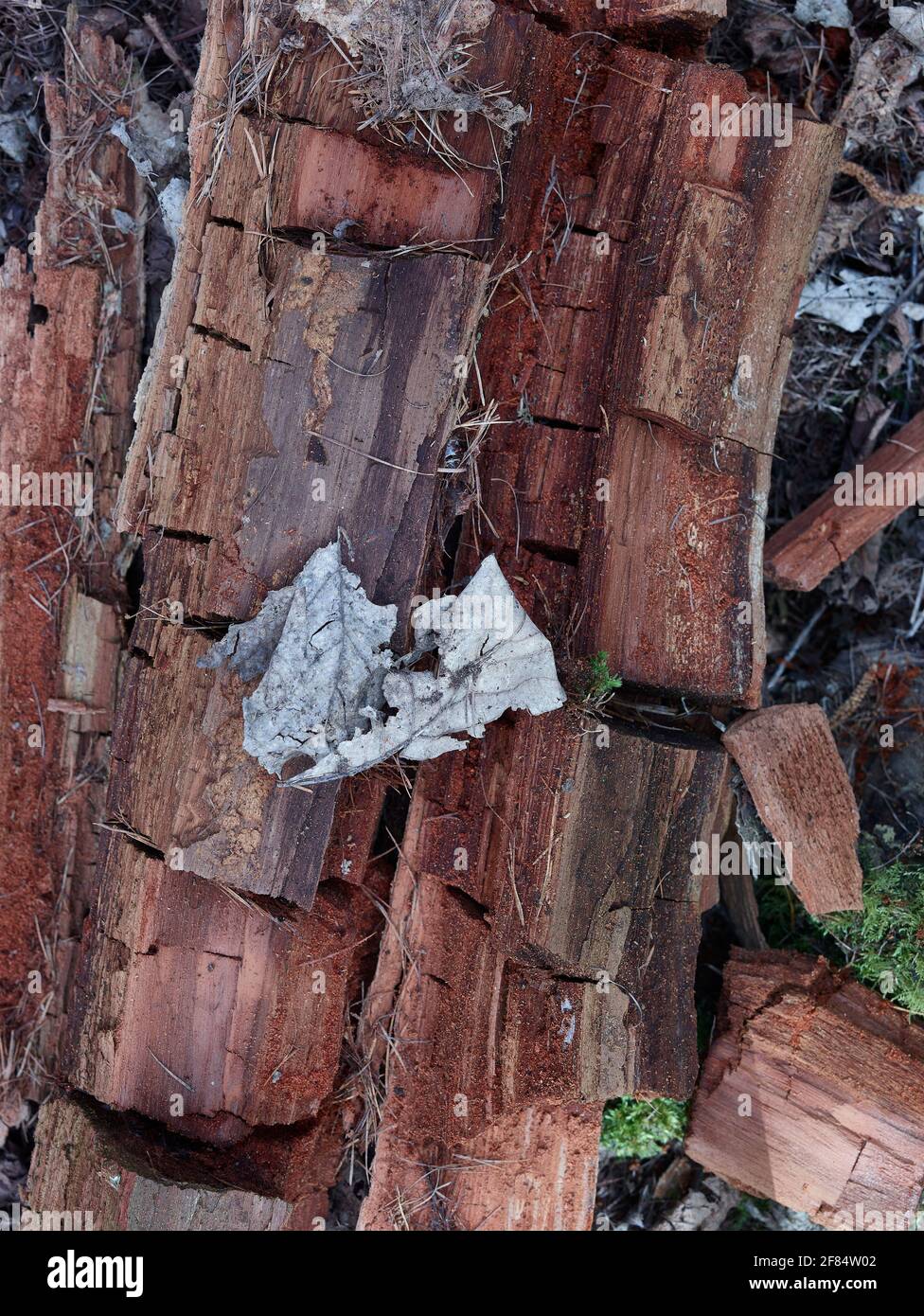 Lifecycle, natural environmental patterns in woodland growth, decline ...